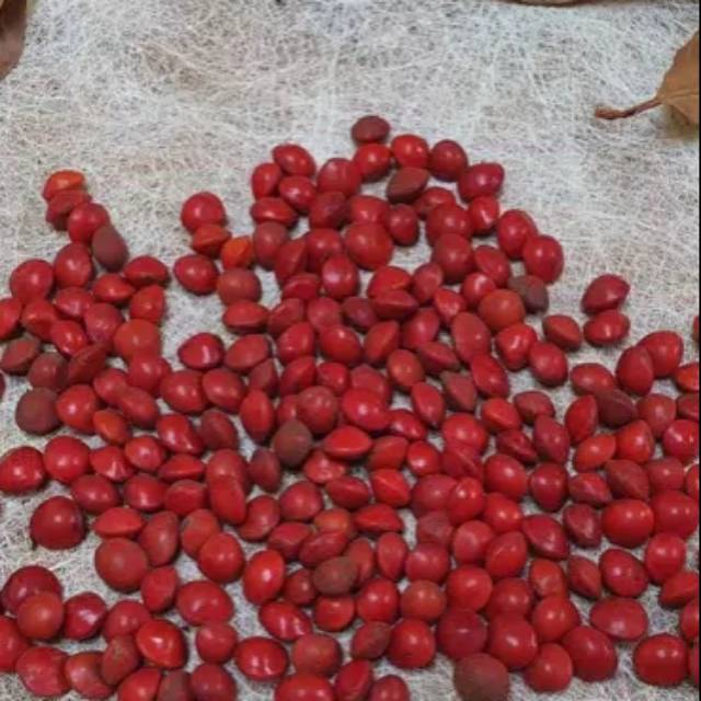 Jual Buah Saga Bahan Mahar Rustic isi 20psc | Shopee Indonesia