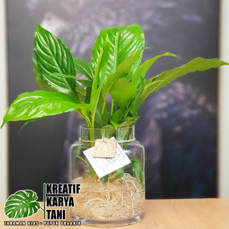 Jual Tanaman media air - Peace lily tanaman hidup di air - Peace lily ...