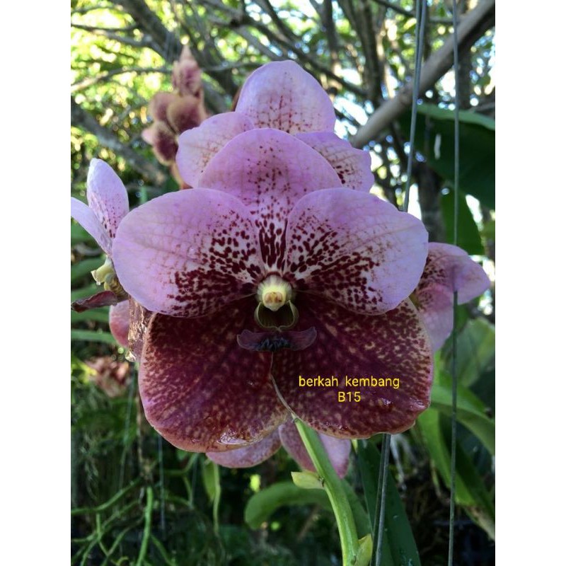 Jual Anggrek Bulan Hybird Usia 5-6 Bulan Seedling dan dewasa ( B15 ) | Shopee Indonesia