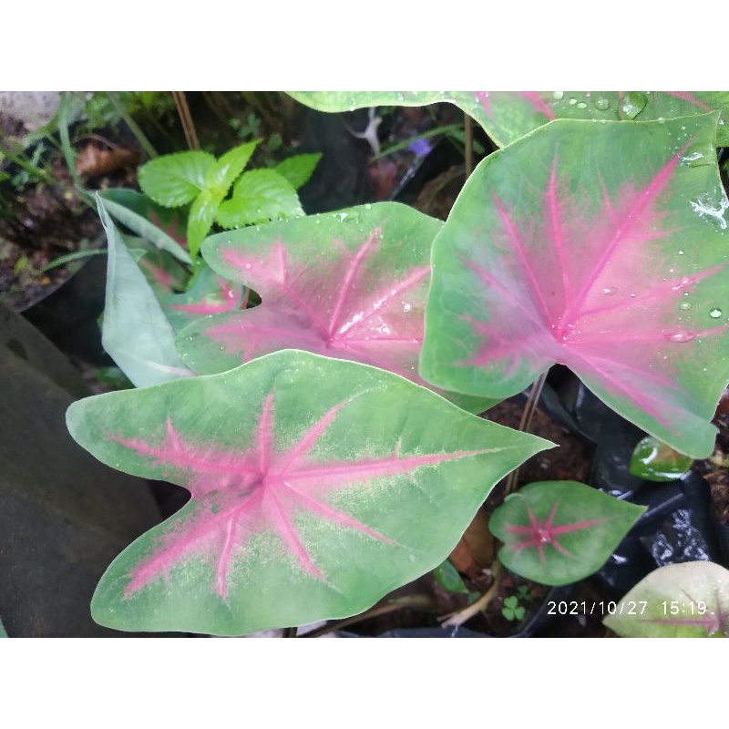 Jual CALADIUM SPIDER \ 2-3 daun \ keladi | Shopee Indonesia