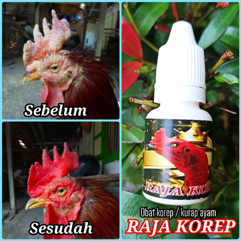 Jual Obat korep/kurap ayam RAJA KOREP | Shopee Indonesia