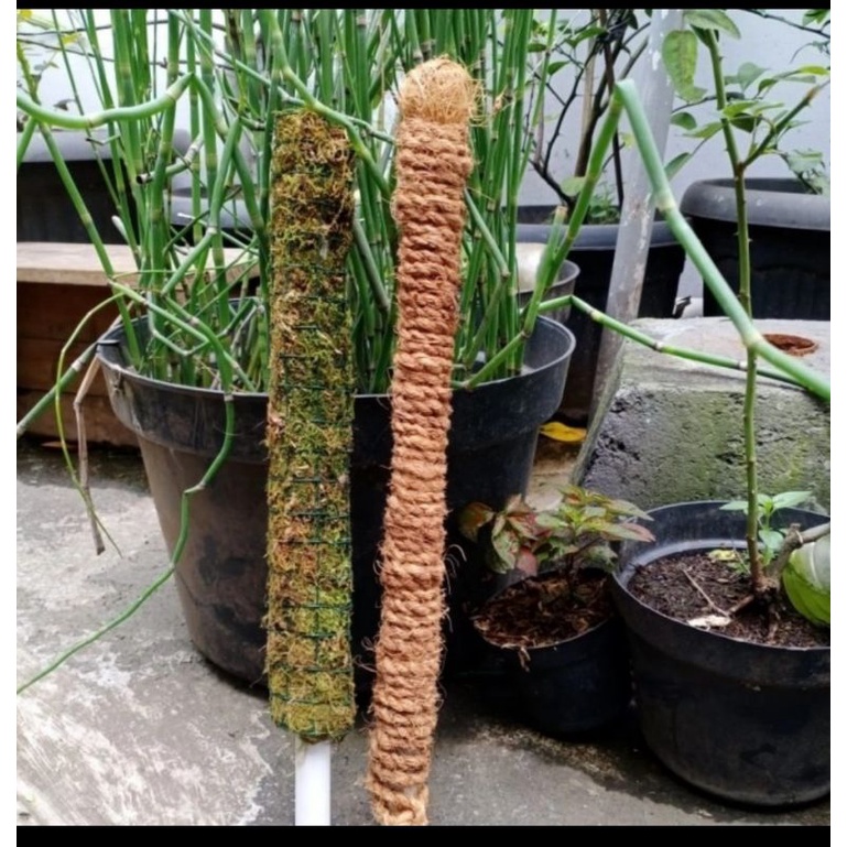 Jual turus lumut ,turus kadaka, turus tanaman rambatan monstera premium ...