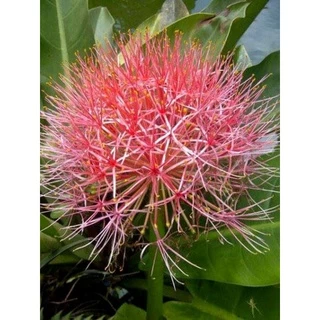 Jual Bunga Desember Terlengkap & Harga Terbaru Agustus 2024 | Shopee ...