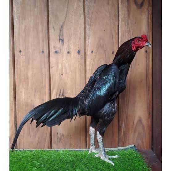 Jual TELUR AYAM BANGKOK PAKHOY FULL BRAKOT FERTIL ASLI UNTUK TERNAK ...