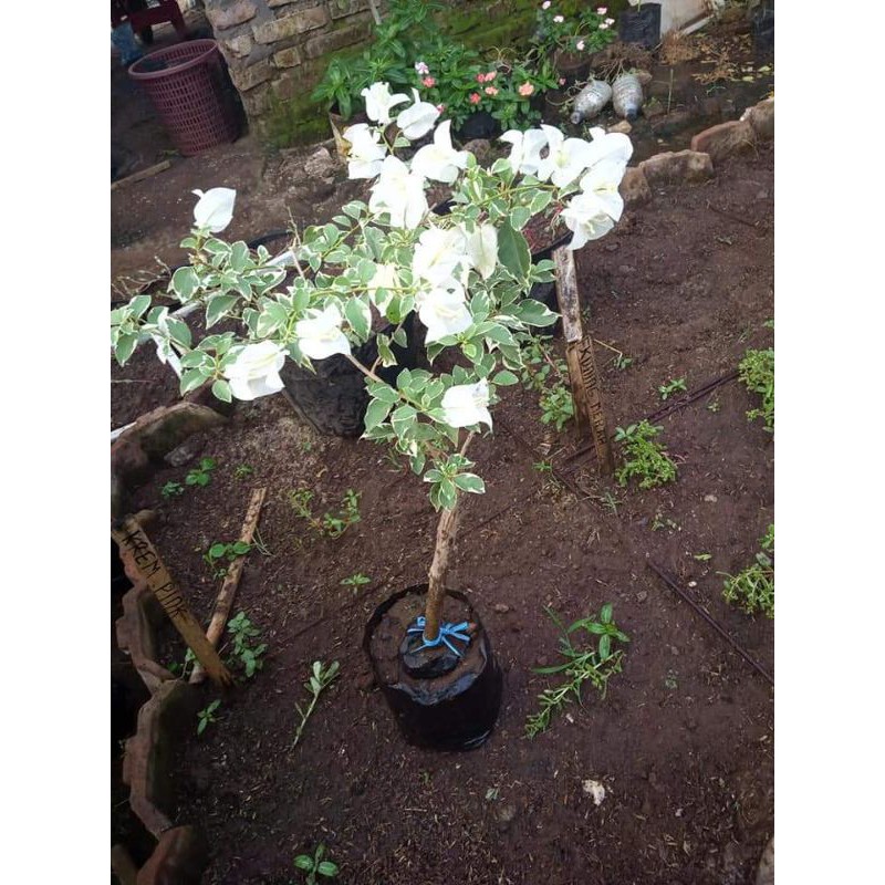 Jual Bibit Bugenvil Variegata Putih | Shopee Indonesia