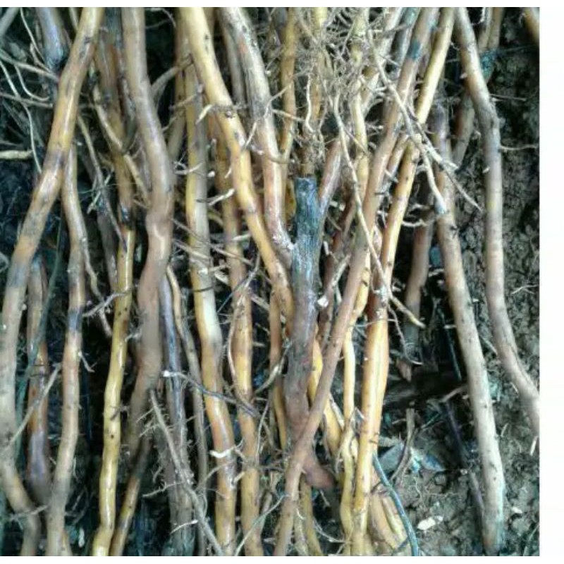 Jual Fresh Segar AKAR AREN AKAR POHON AREN SEGAR 1KG | Shopee Indonesia