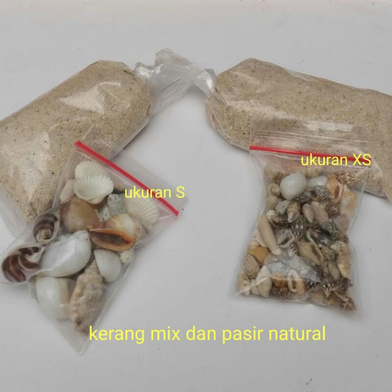 Jual paket kerang mix dan pasir natural utk prakarya botol hias message ...