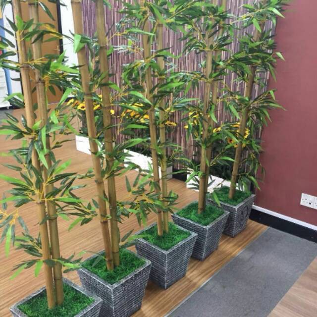 Jual bibit stek tanaman hias bambu kuning 30 cm | Shopee Indonesia