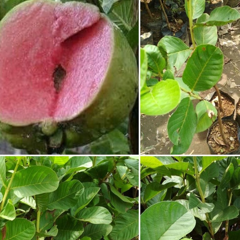 Jual bENIH jAMBU sUKUN nON bIJI | Shopee Indonesia