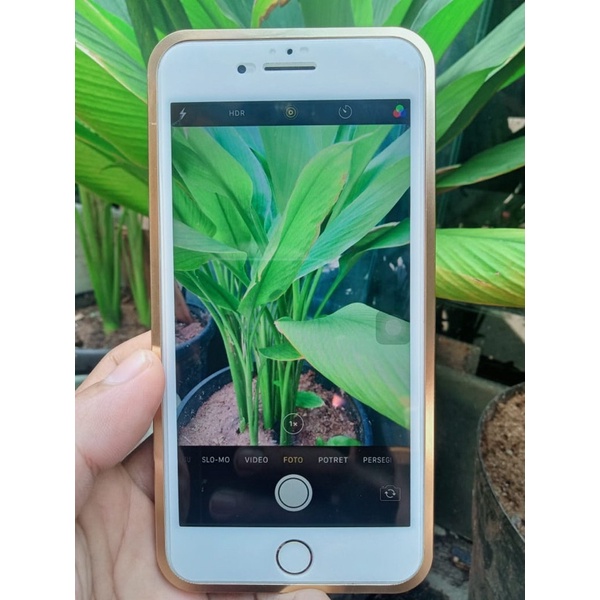 Jual IP 7 PLUS 128 GB all operator ( HABIS ) | Shopee Indonesia