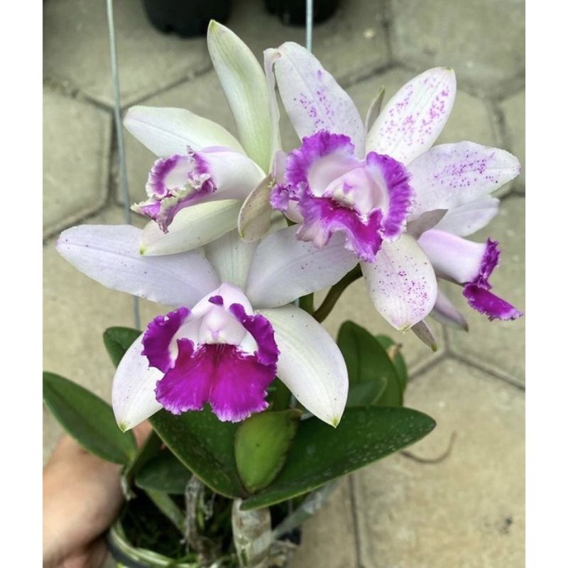 Jual ANGGREK DENDROBIUM WHITE PURPEL-sudah Knop/Spike-DENDROBIUM ...