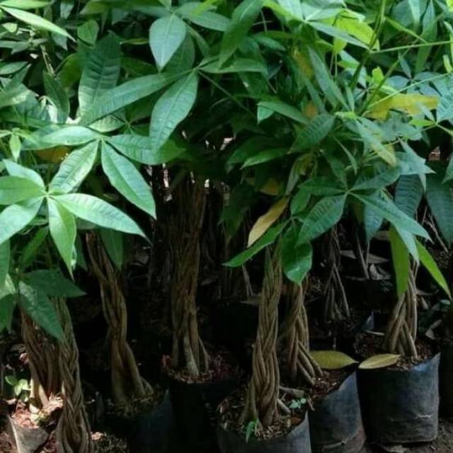Jual Tanaman Hias Pacira kepang 9 Pohon Keberuntung | Shopee Indonesia