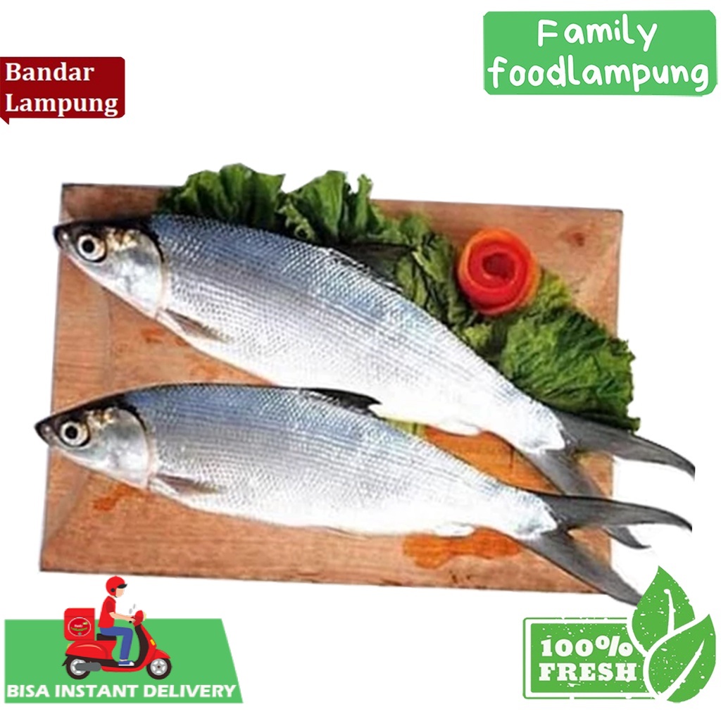 Jual Ikan Laut Bandeng Segar 500 gram Family Food | Shopee Indonesia