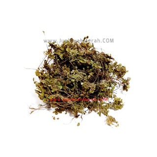 Jual RUMPUT KEBAR PAPUA TERAPI KESUBURAN UKURAN BESAR 100 GRAM Limited ...