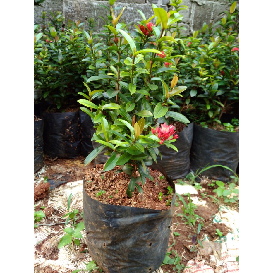 Jual tanaman hias soka india | bunga soka india | pohon soka | Shopee ...