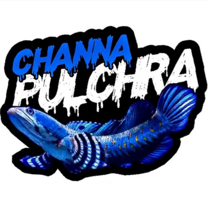 Jual STICKER CHANNA PULCHRA | Shopee Indonesia