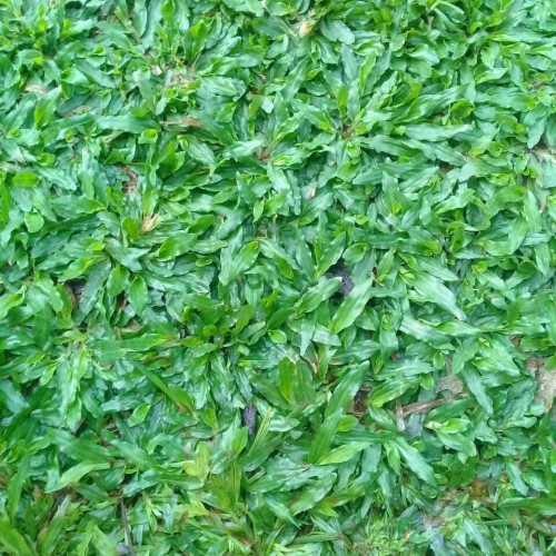 Jual WinnerStore Tanaman Rumput Gajah Mini Bulrush Elephant Naper ...