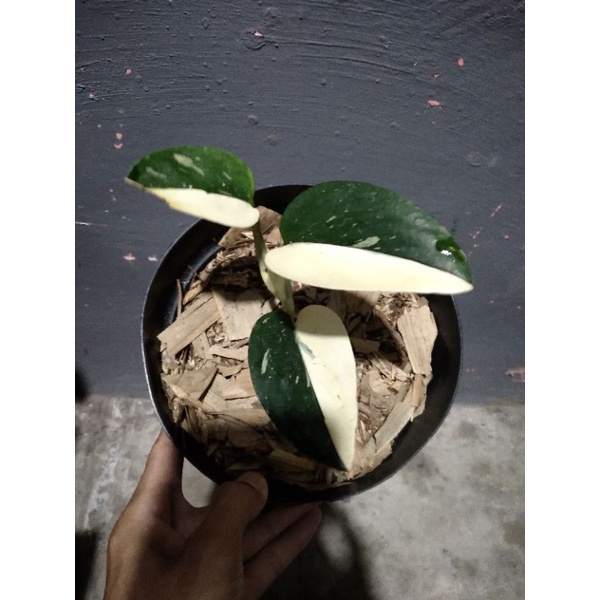 Jual tanaman hias monstera standleyana varigata putih 5 daun | Shopee ...