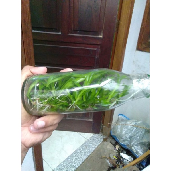 Jual anggrek bibit botol dendrobium hybrid bisa pilih warna best seller ...
