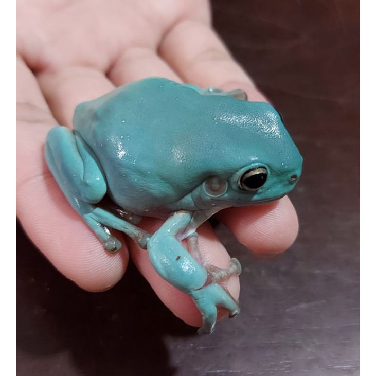 Jual Blue Phase Dumpy Tree Frog - Litoria Caerulea | Shopee Indonesia