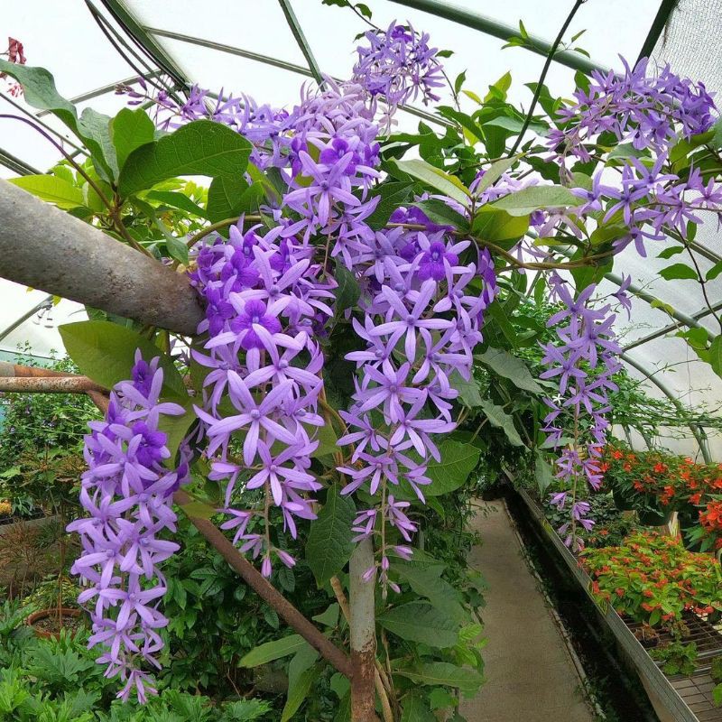 Jual bibit bunga petrea volubilis ungu | Shopee Indonesia