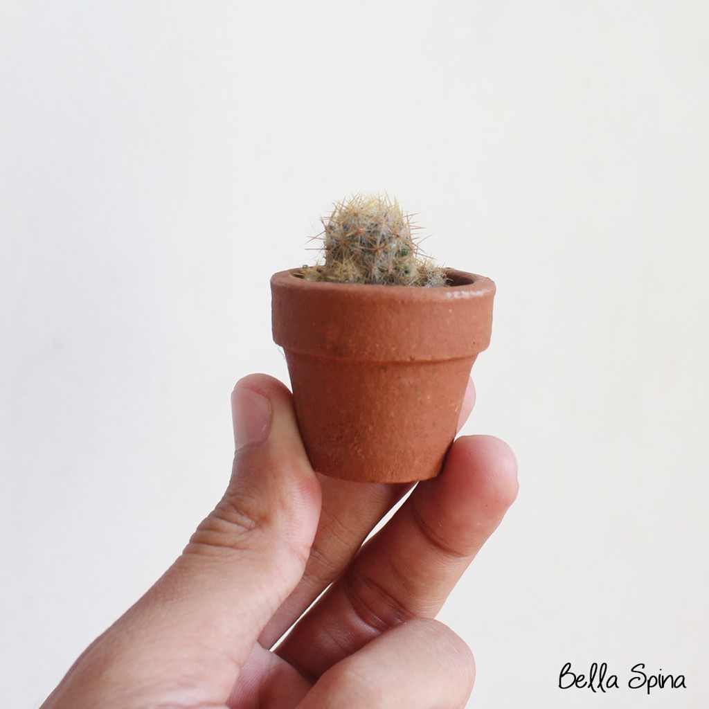 Jual Pot Clay Terracota Tiny Ukuran Super Mini, Cocok Untuk Miniatur ...