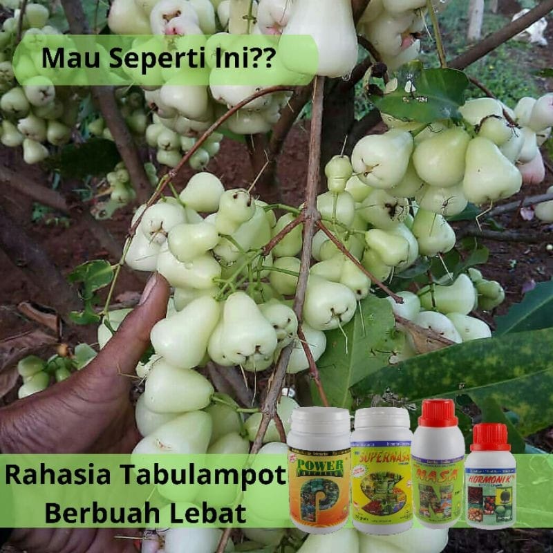 Jual Pupuk Pelebat Organik Perangsang Buah Jambu Air,Madudeli,Bol,Jamaika Cepat Berbuah Lebat ...