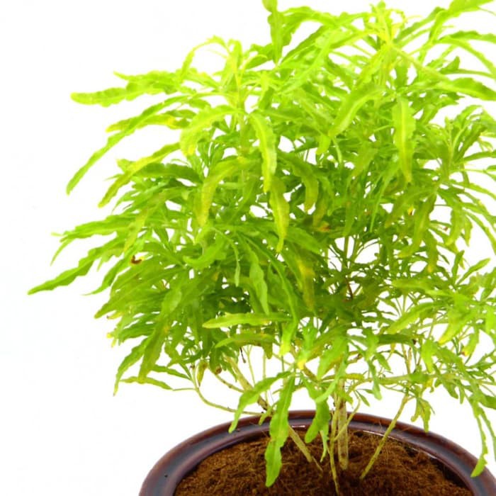 Jual Tanaman Golden False Aralia atau brokoli hias kuning | Shopee ...