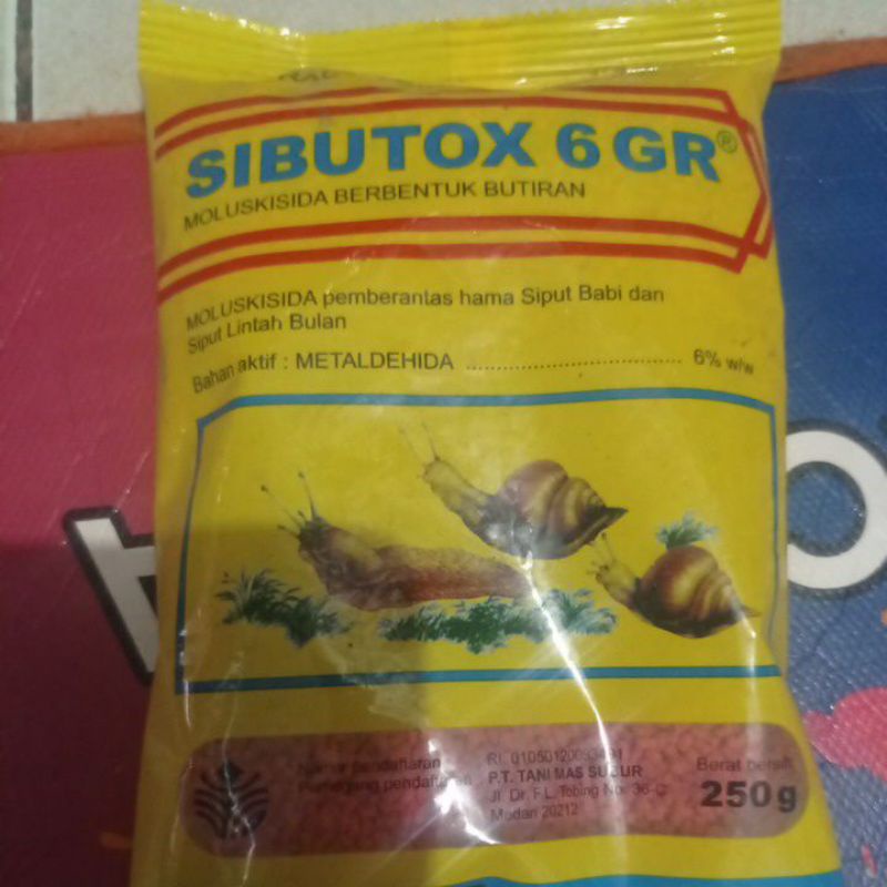 Jual racun keong sibutok 250gram | Shopee Indonesia