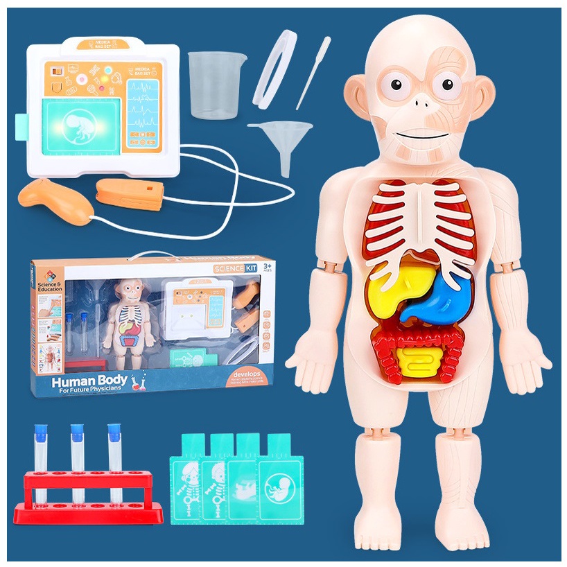 Jual MAINAN ANAK DIY FULL SET HUMAN BODY PRETEND PLAY HOME LAB DOKTER ...