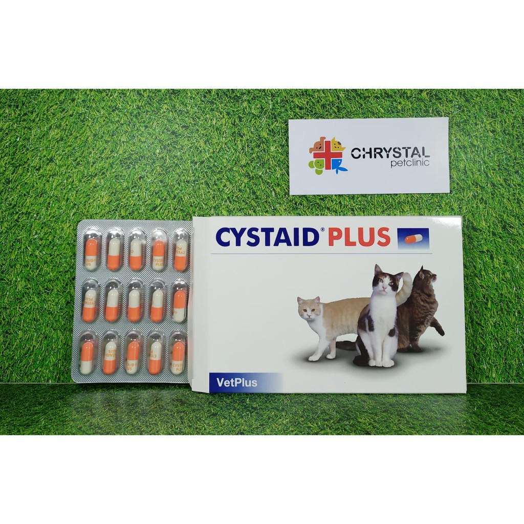 Jual CYSTAID CAT PLUS PER 30 KAPSUL | Shopee Indonesia