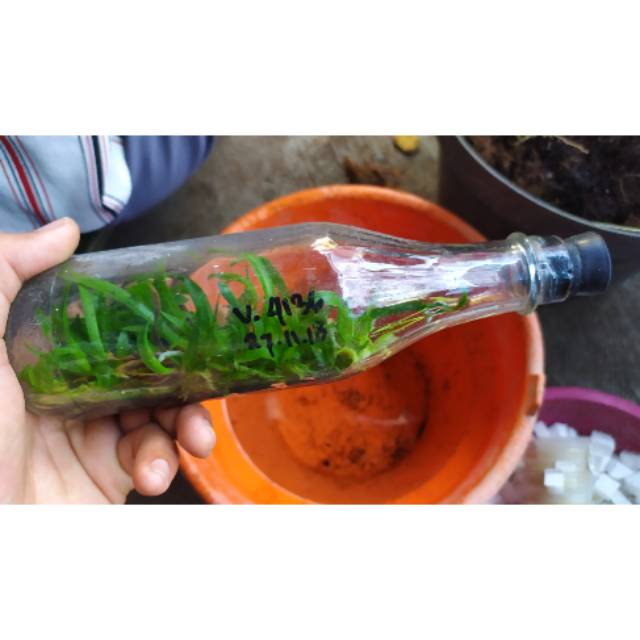 Jual Botol Anggrek hybrid Bulan, Dendro, Cattleya, Vanda | Shopee Indonesia