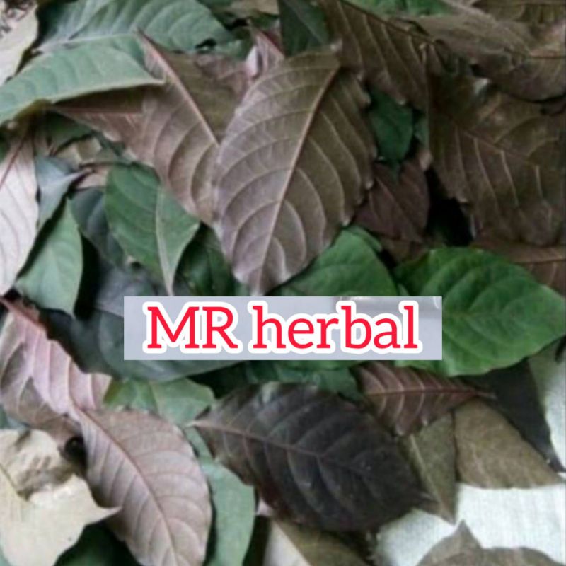 Jual Daun ungu handeleum segar order baru petik | Shopee Indonesia