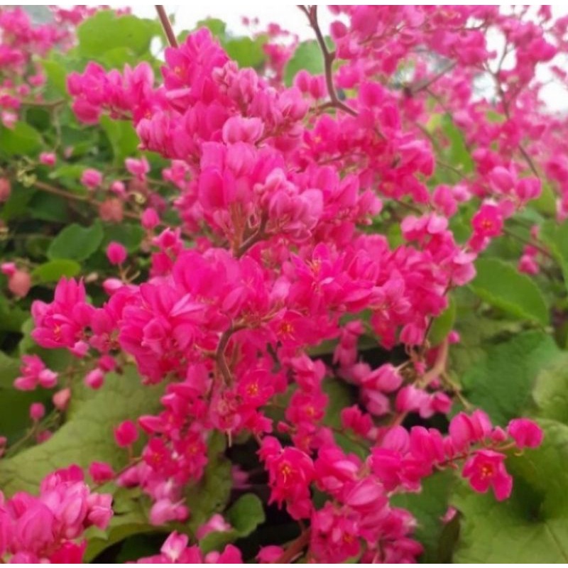 Jual Pohon Airmata Pengantin Bunga Pink Tanaman Rambat Air Mata ...