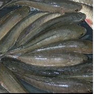 Jual Ikan Gabus Per Kg Terlengkap & Harga Terbaru Januari 2026 | Shopee ...