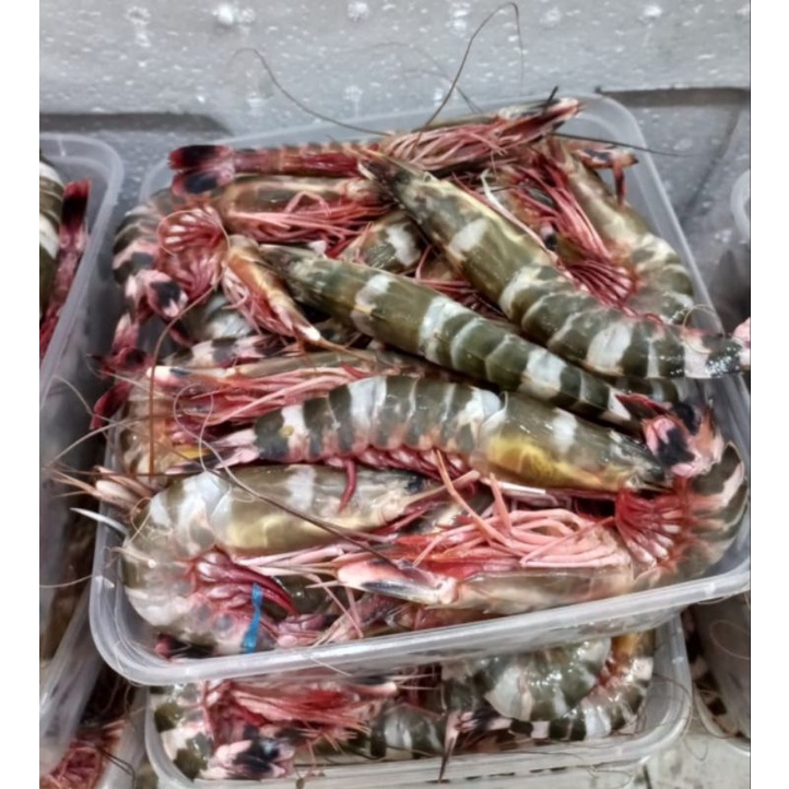 Jual Udang windu tiger merah 1kg beku | Shopee Indonesia