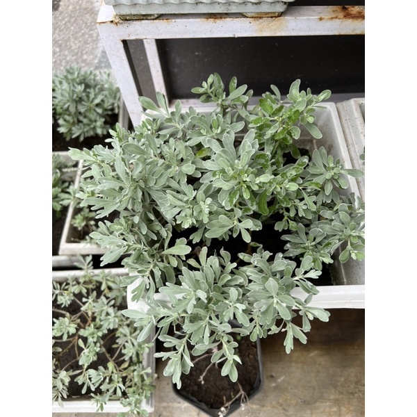 Jual pohon rejeki (Tanaman Hias Puyong) | Shopee Indonesia