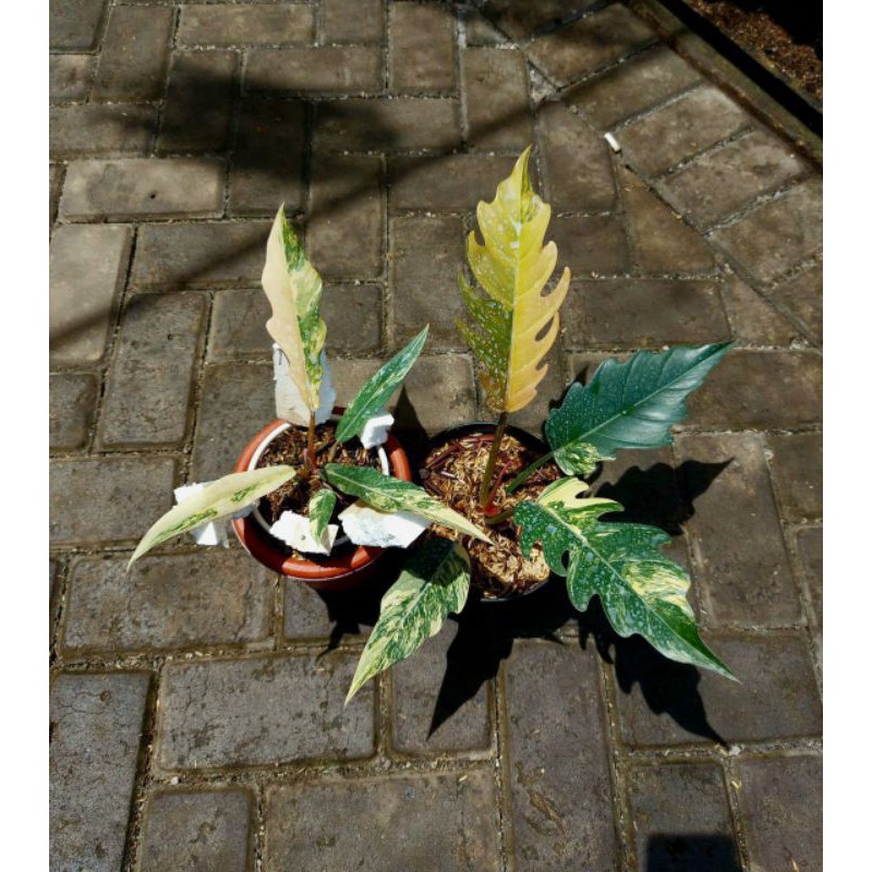 Jual caramel marble variegata / philo caramel marble variegata | Shopee ...