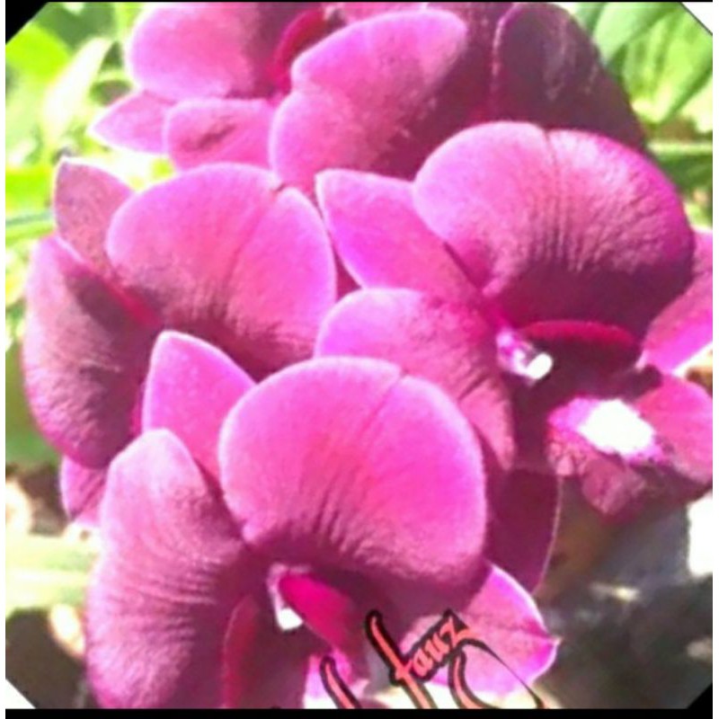 Jual anggrek dendrobium red dragon dewasa | Shopee Indonesia