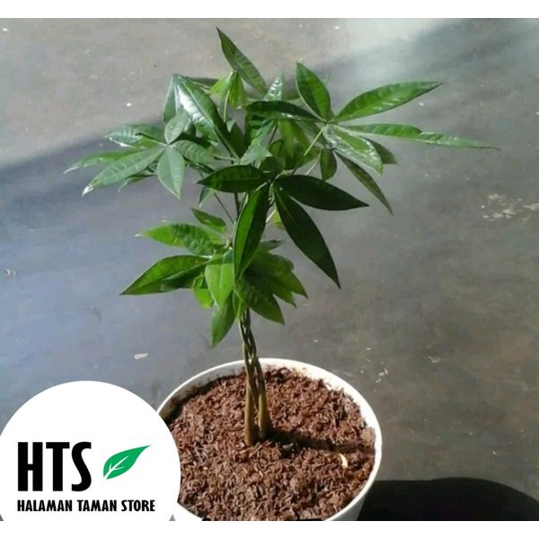 Jual Tanaman Hias Pacira Kepang 3 - Pachira Kepang 3 Tanaman Money ...
