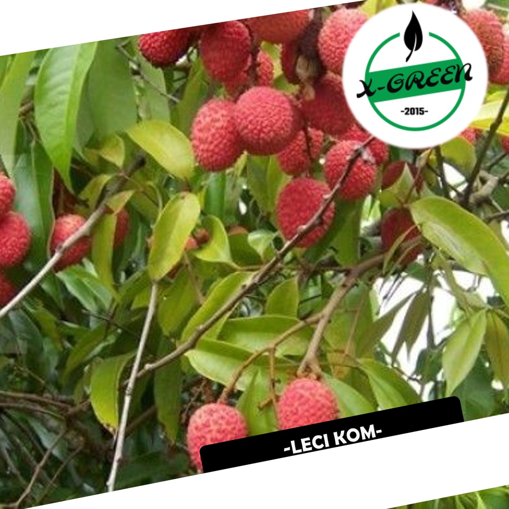 Jual Pohon Leci Kom, Leci Merah - (X-Green) | Shopee Indonesia