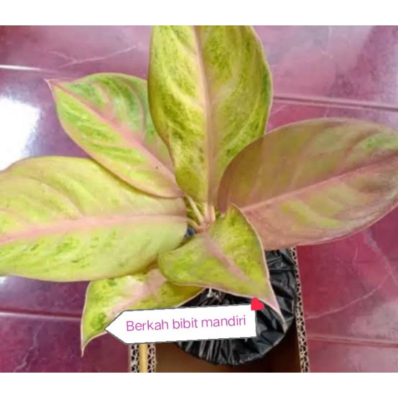 Jual Bunga Aglonema GOLDEN SIAM Cantik nan Unik | Shopee Indonesia