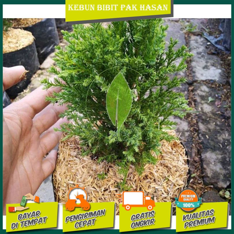 Jual tanaman cemara embun | Shopee Indonesia