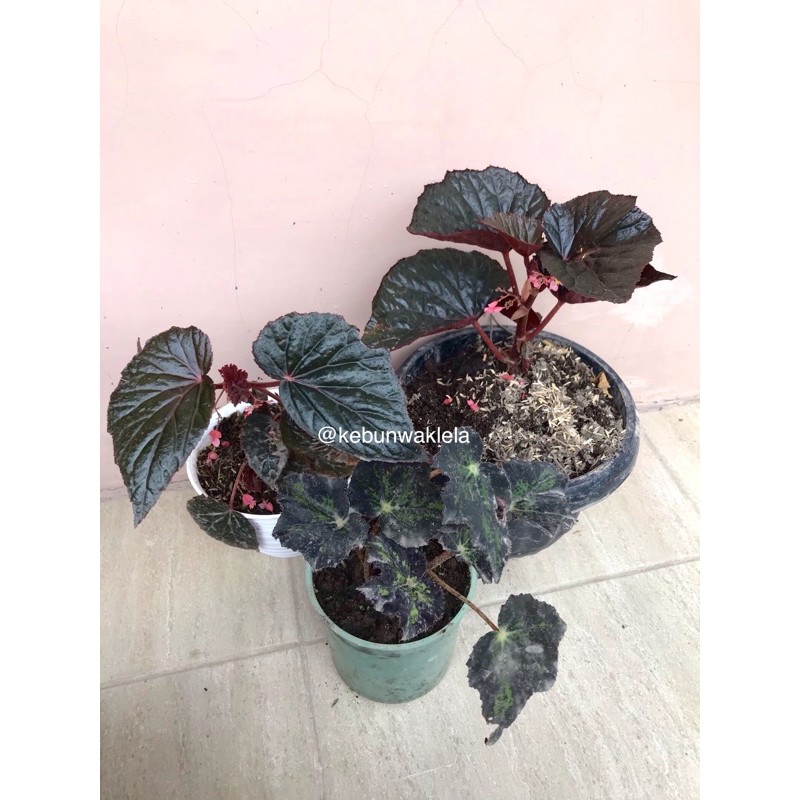 Jual Begonia Ear / Begonia Black / Tanaman begonia / begonia maroon ...