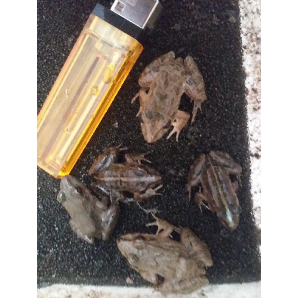 Jual Anak kodok/Berudu/Pakan ikan Arwana/predator | Shopee Indonesia