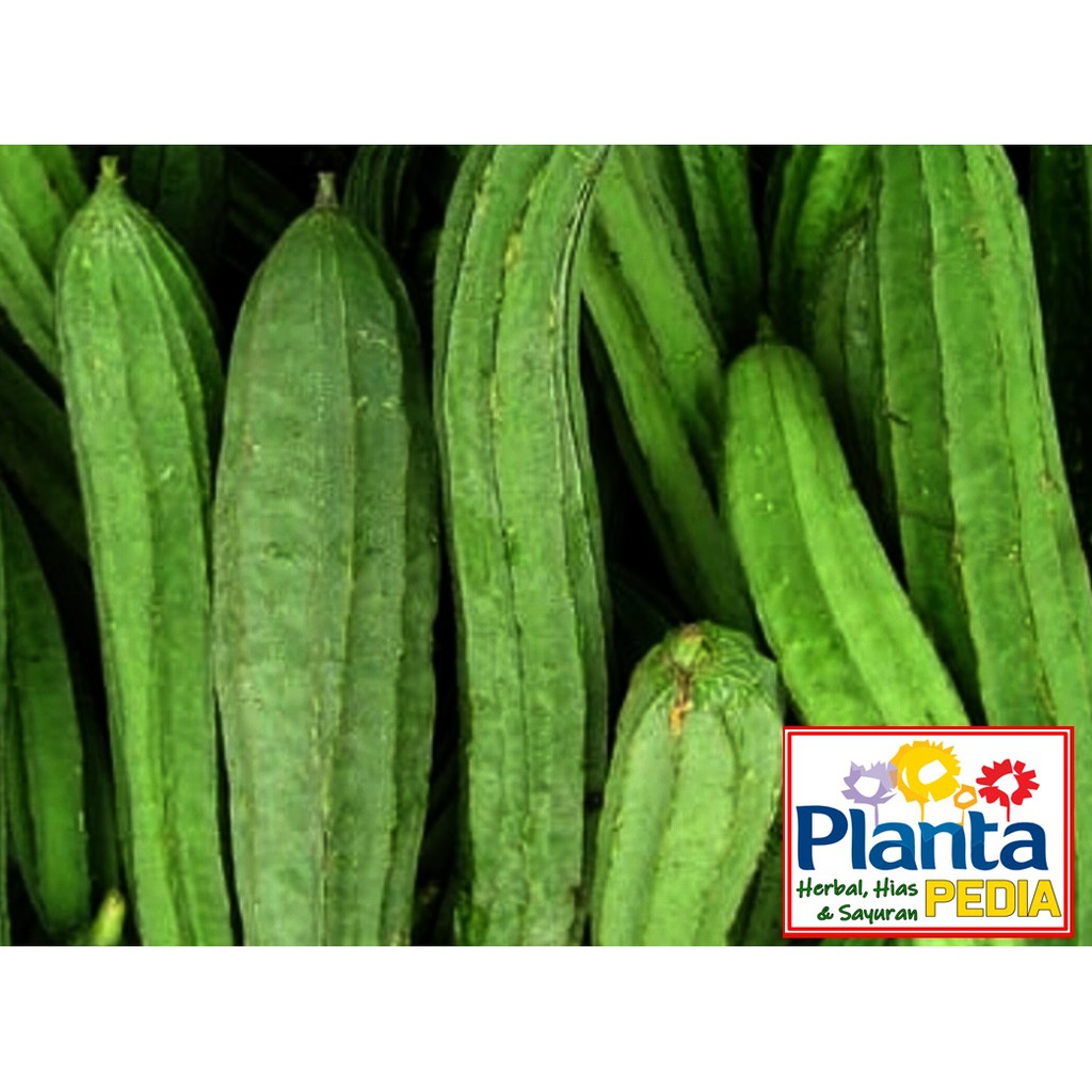 Jual OYONG GAMBAS LOPANG SAYURAN SEGAR MAKANAN SEGAR MINUMAN DIET SEHAT ...
