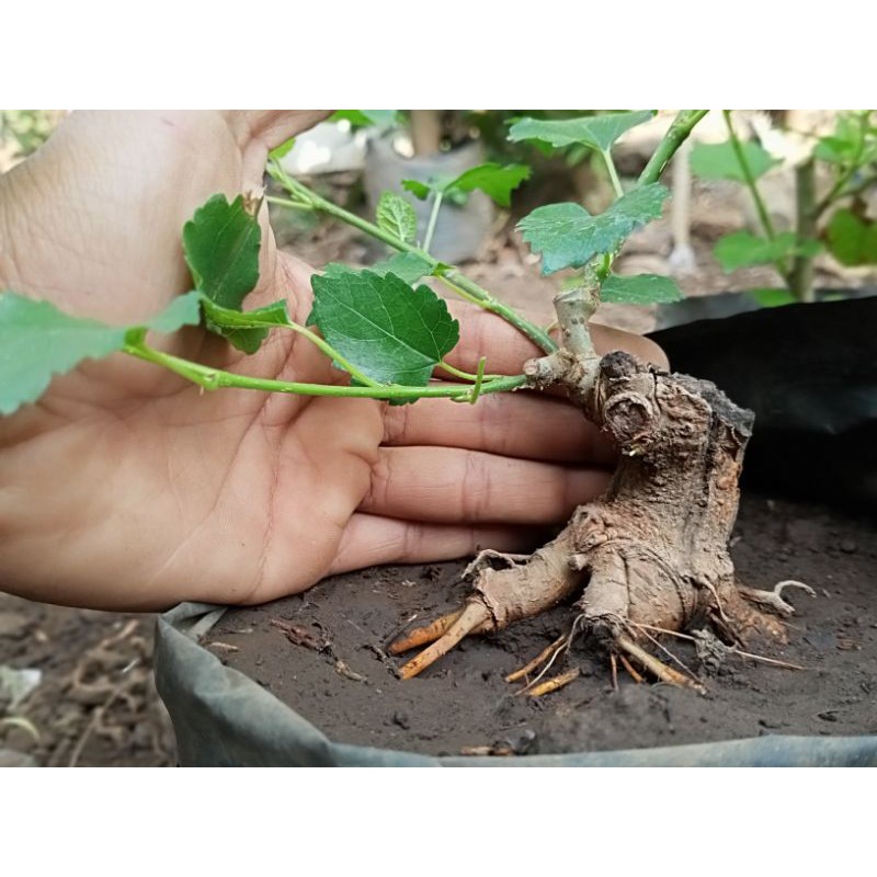 Jual murbei / morus alba mame bogel | Shopee Indonesia