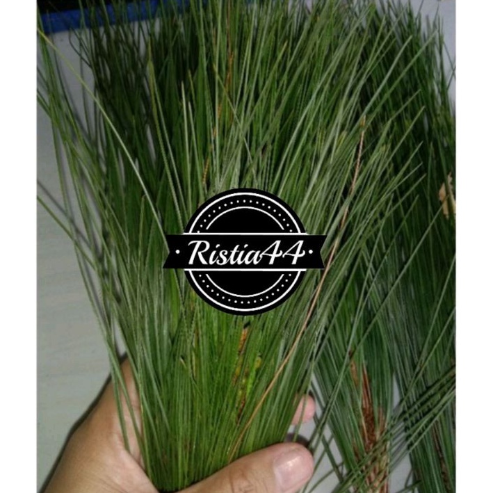 Jual Jual daun pinus segar per 250 gram | Shopee Indonesia