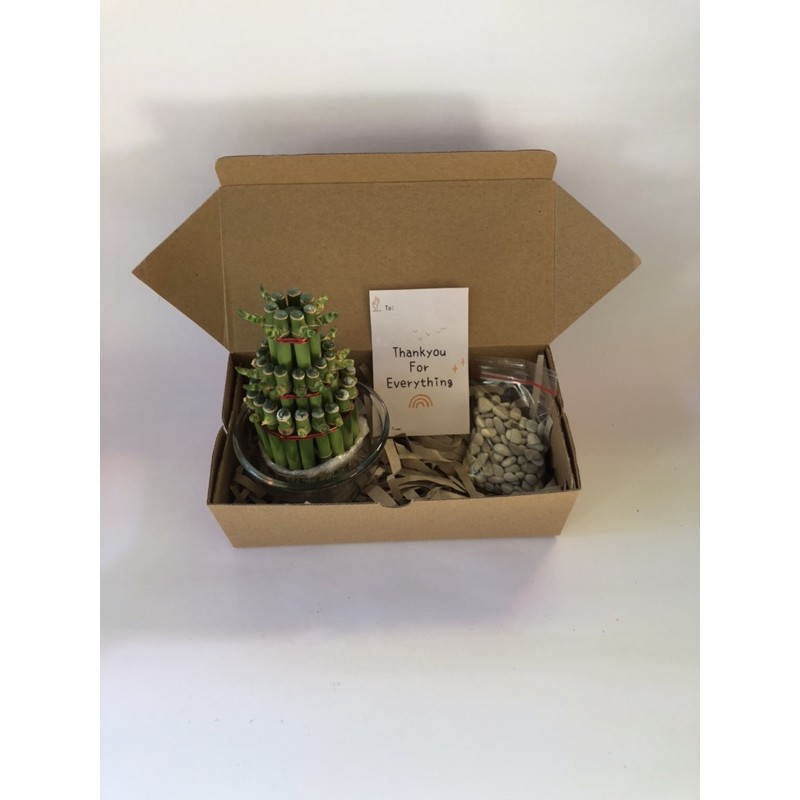 Jual Hampers bambu hoki | bambu keberuntungan | bambu cina | gift ...