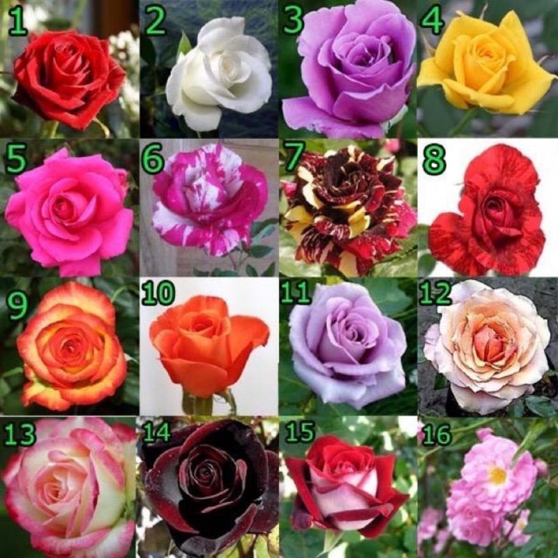Jual Paket 10 Mawar Holland Mix Warna | Shopee Indonesia